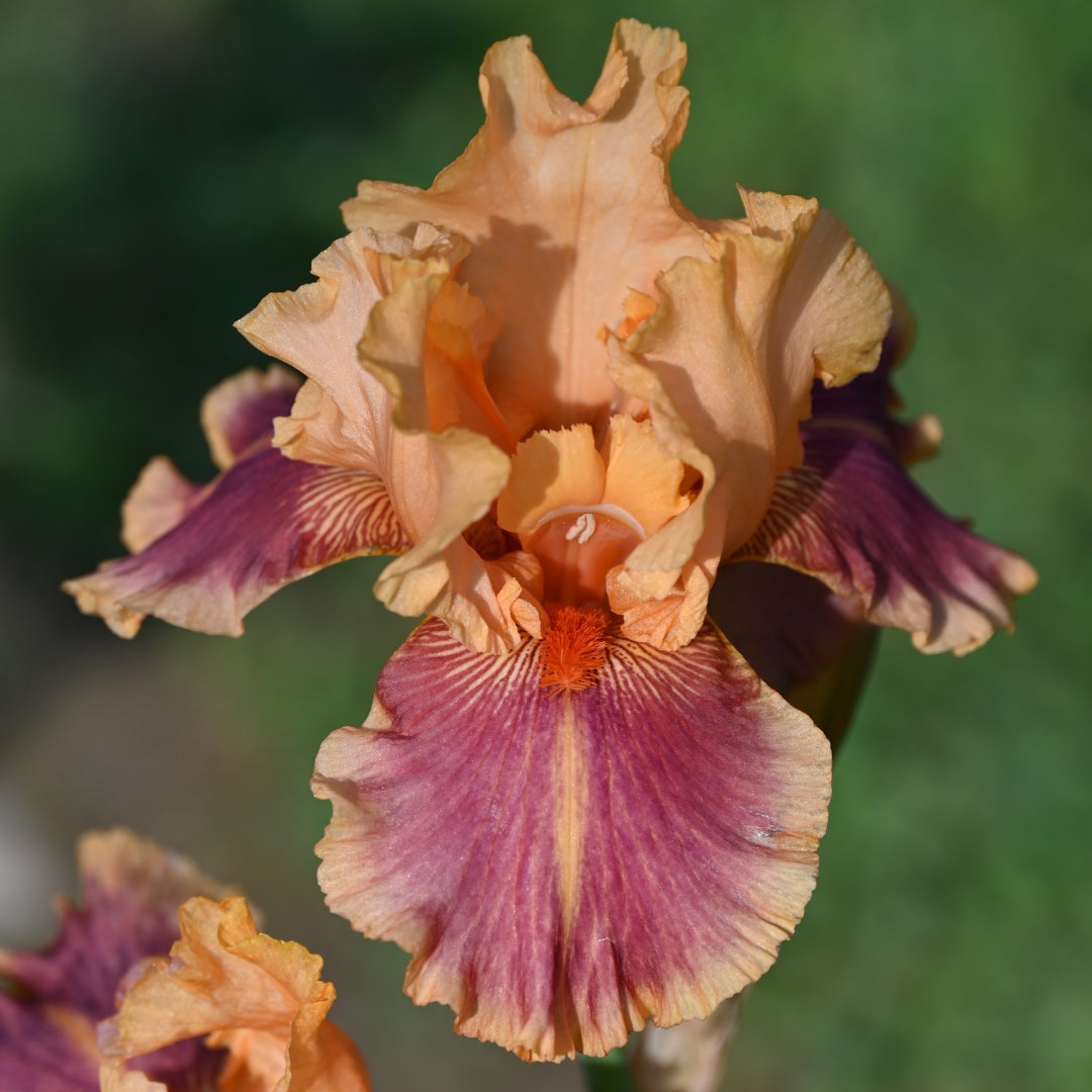 Tall Bearded – Exline Iris Garden