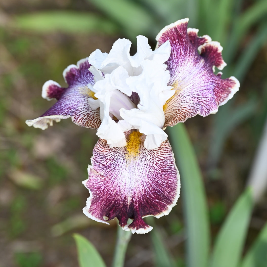 All Irises – Page 5 – Exline Iris Garden