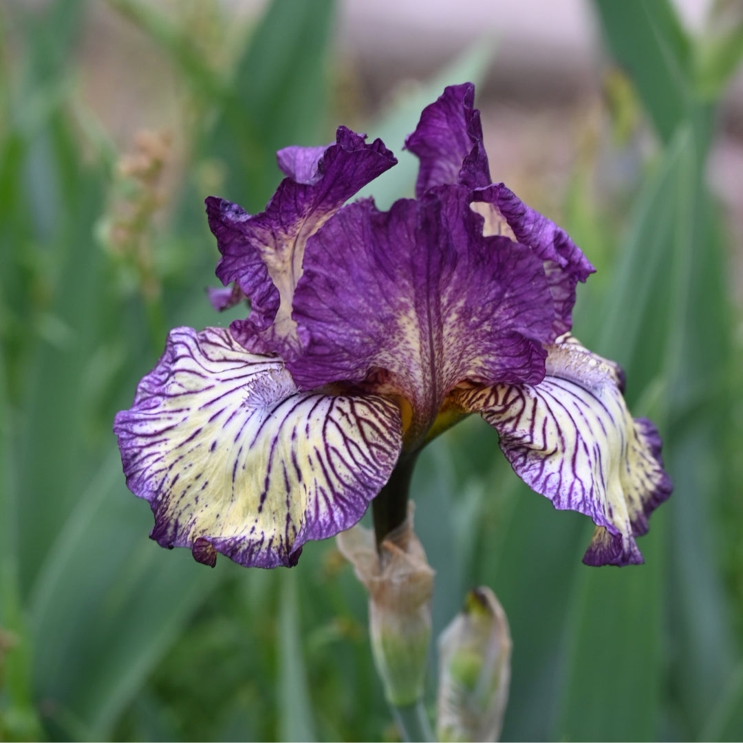 Border Bearded – Exline Iris Garden