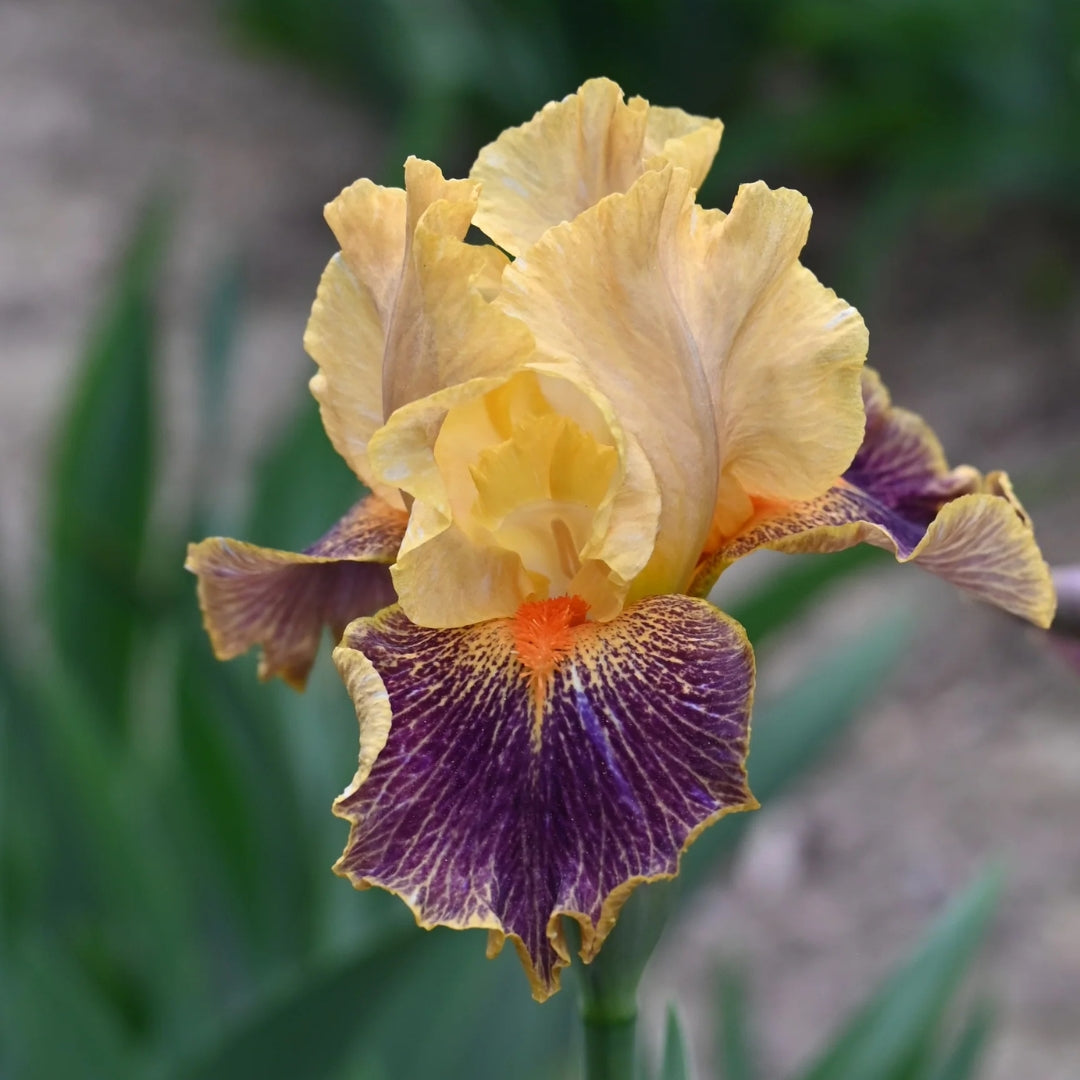 Irises-D – Exline Iris Garden