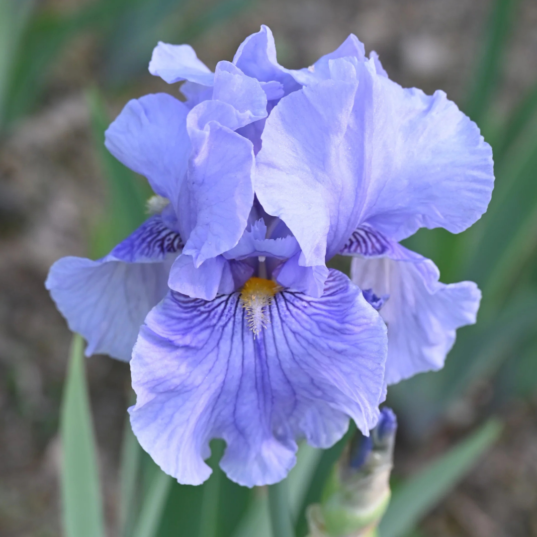 Irises-F – Exline Iris Garden