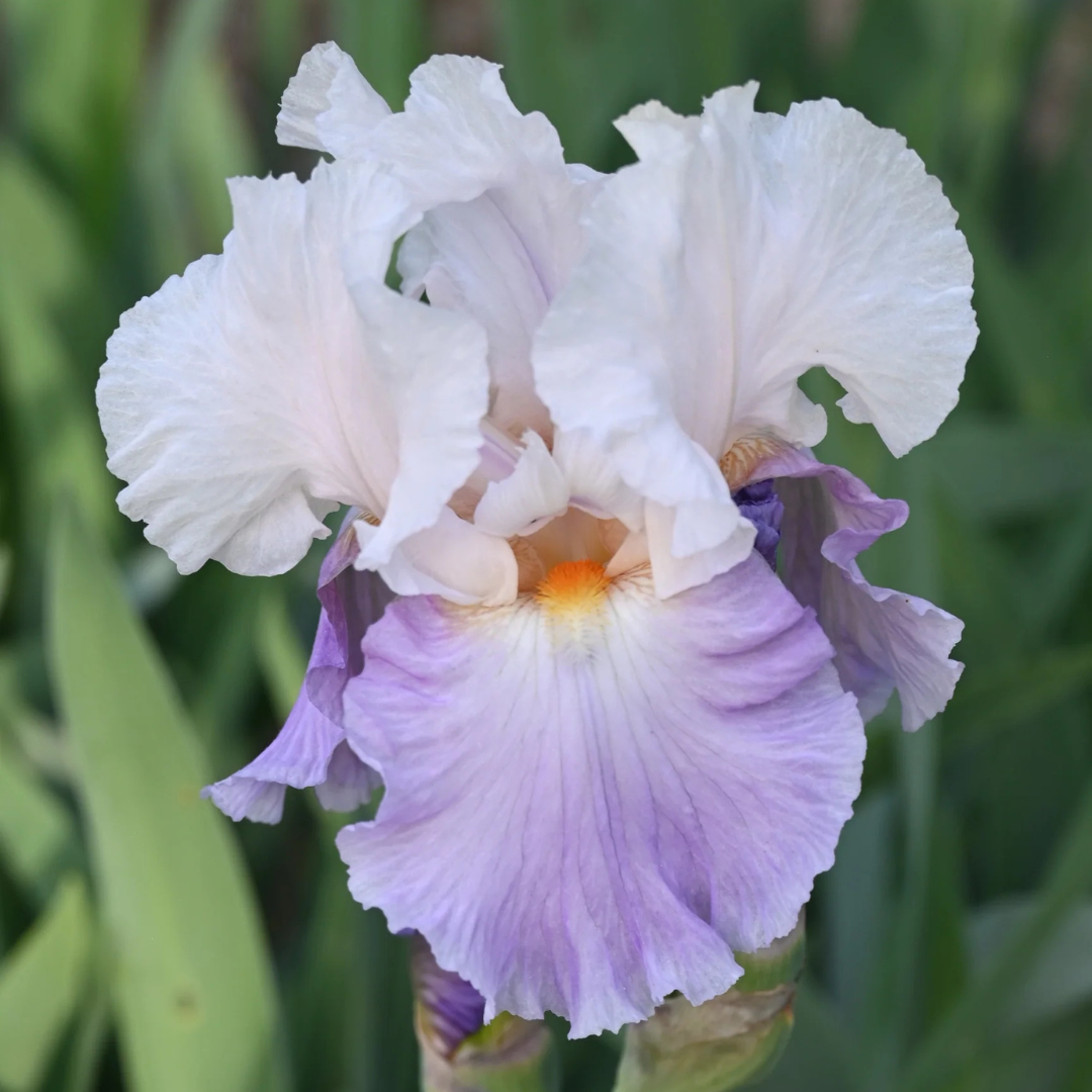Irises-M – Page 3 – Exline Iris Garden