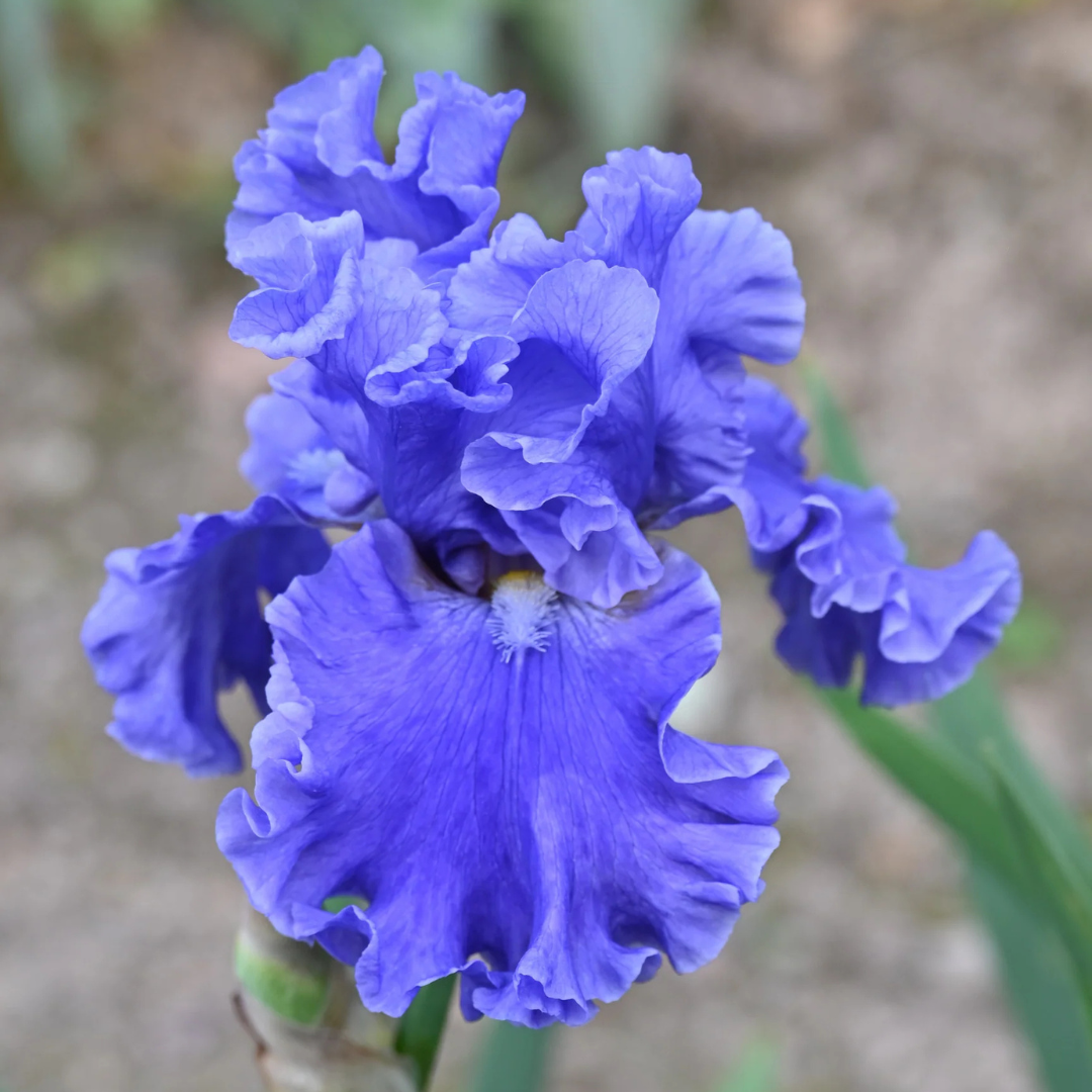 Irises-S – Exline Iris Garden