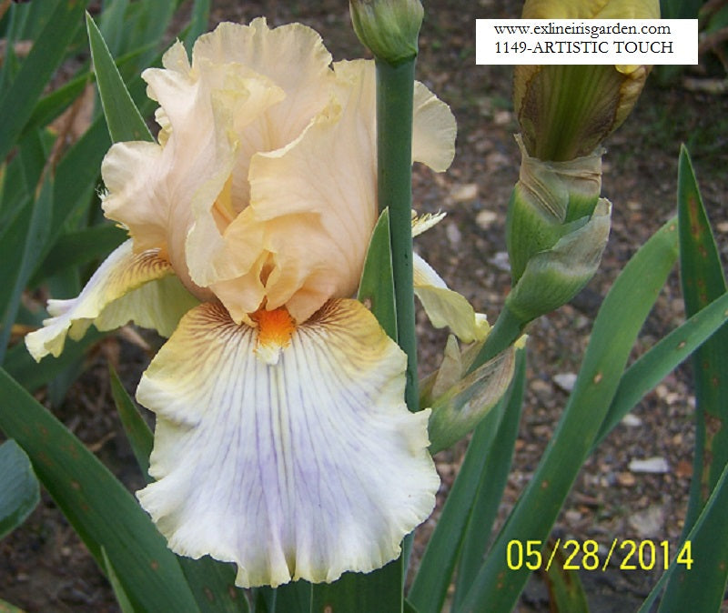 Artistic Touch - Tall Bearded Iris (TB) – Exline Iris Garden