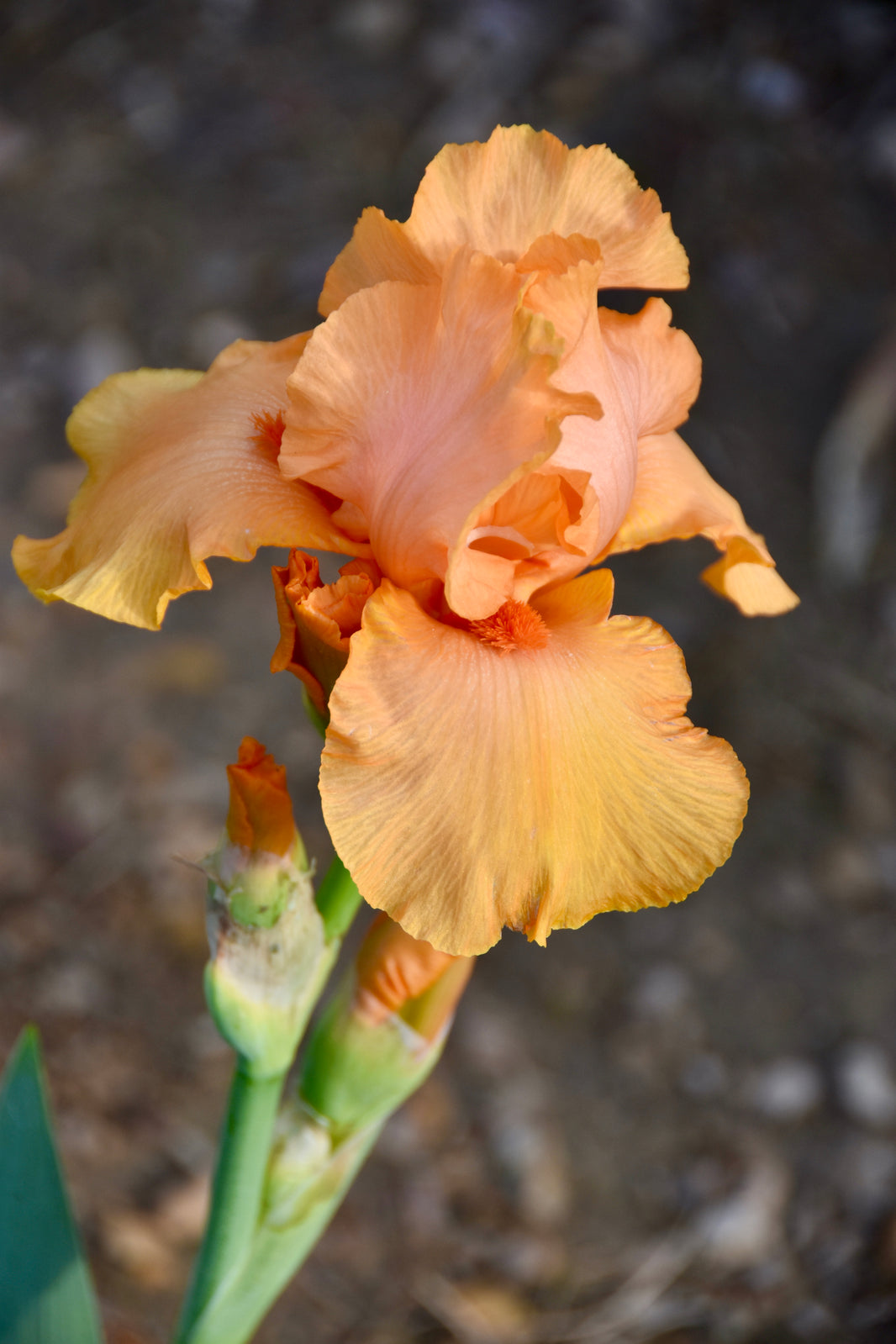 Irises- S – Page 4 – Exline Iris Garden
