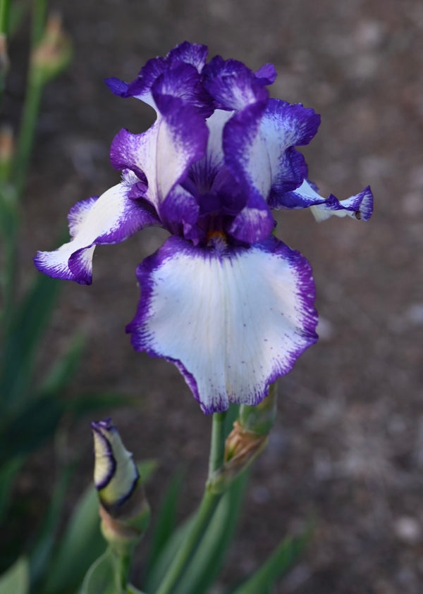 Loop the Loop - Tall Bearded Iris (TB) – Exline Iris Garden