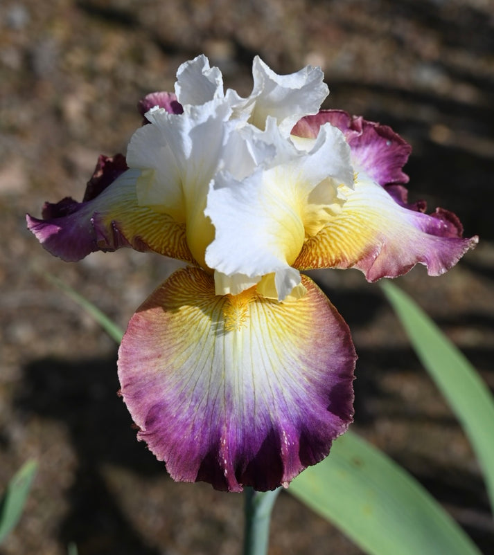 Starship Enterprise - Tall Bearded Iris (TB) – Exline Iris Garden