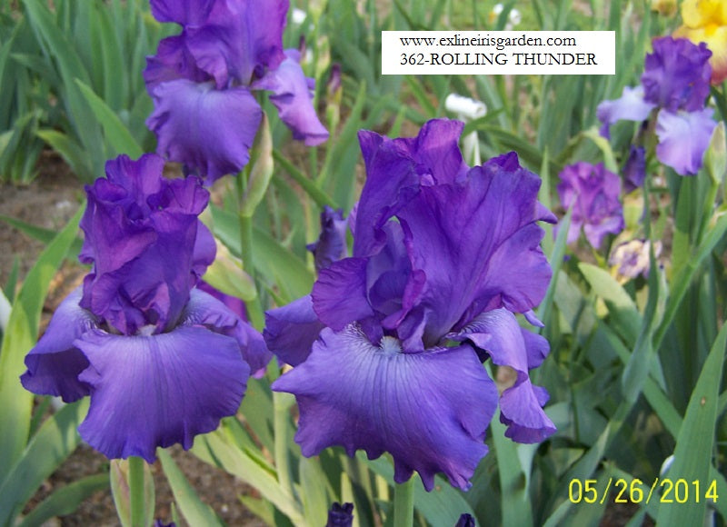 Rolling Thunder - Tall Bearded Iris (TB) – Exline Iris Garden