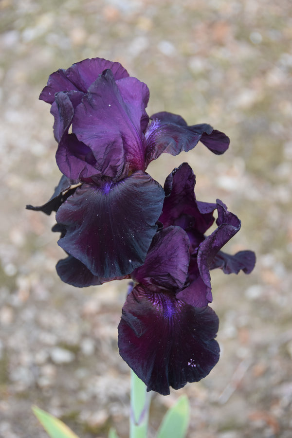 Black Sergeant - Tall Bearded Iris (TB) – Exline Iris Garden