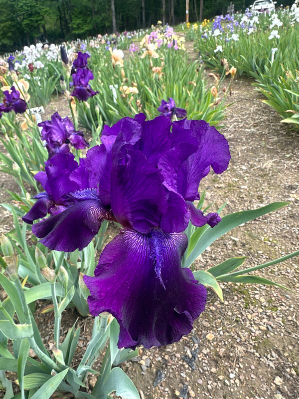 Batman - Tall Bearded Iris (TB) – Exline Iris Garden
