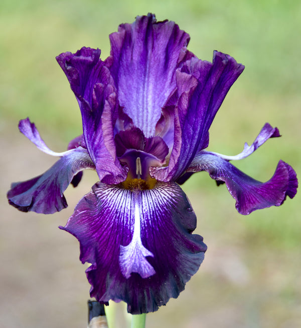 Inky Icon - Tall Bearded Iris (TB) – Exline Iris Garden