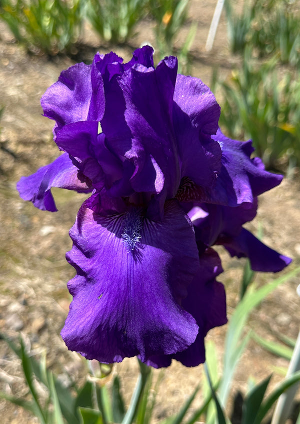 Prince Indigo - Tall Bearded Iris (TB) – Exline Iris Garden