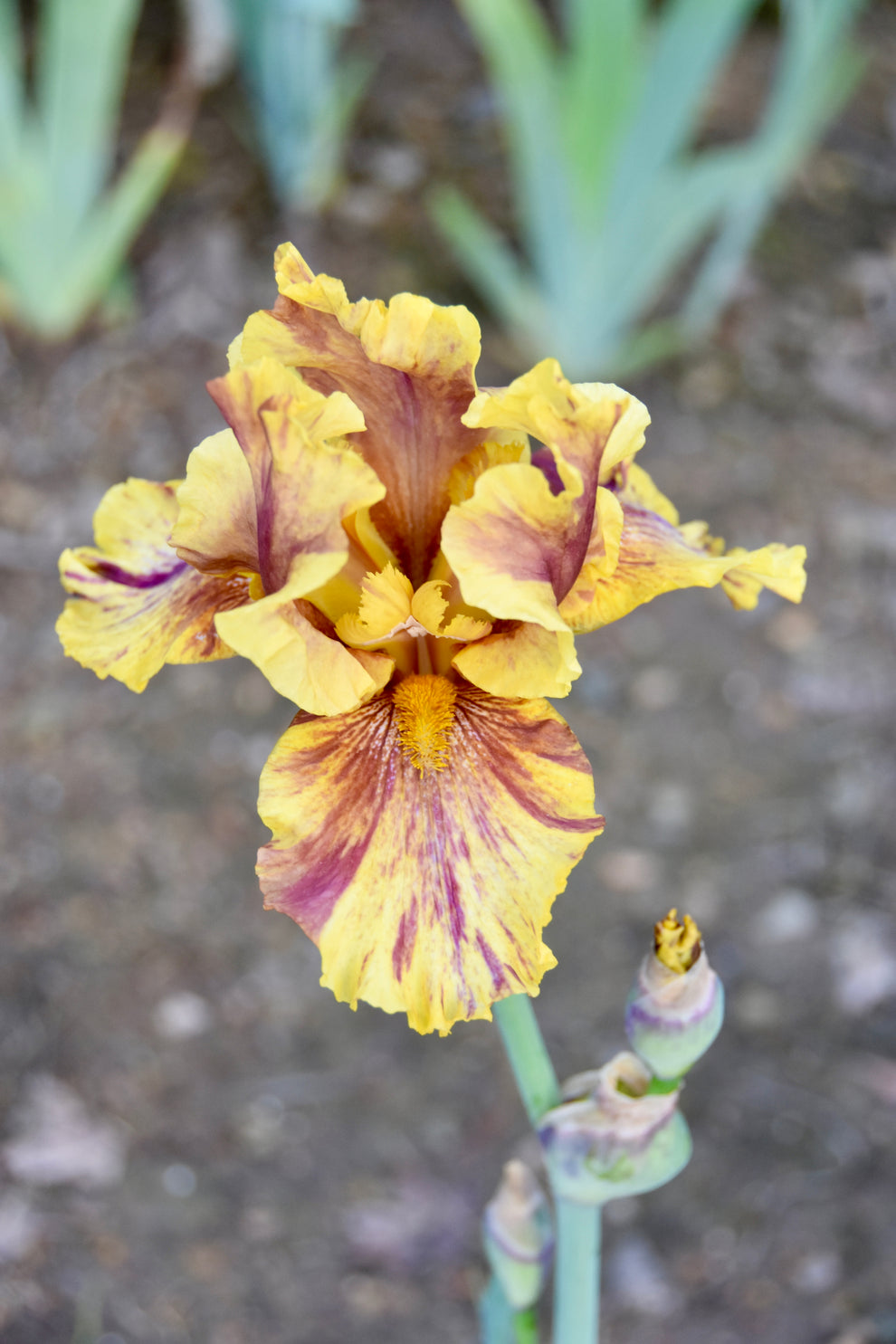 Infernal Fire - Tall Bearded Iris (TB) – Exline Iris Garden