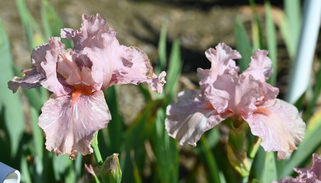 Border Bearded – Exline Iris Garden