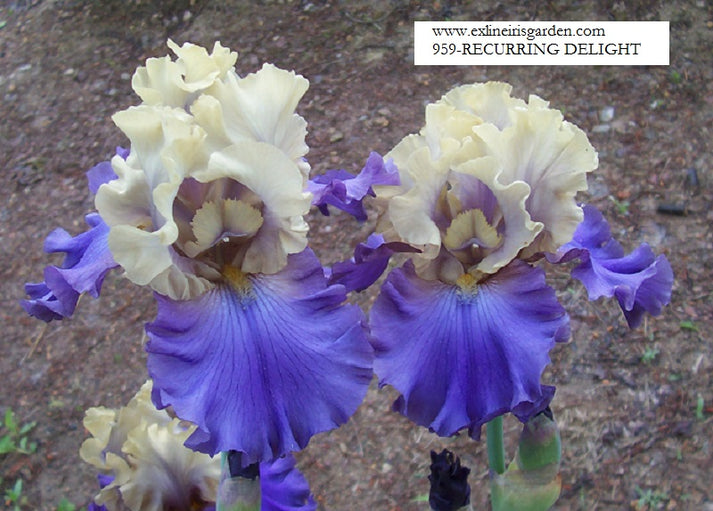 Recurring Delight - Tall Bearded Iris (TB) – Exline Iris Garden