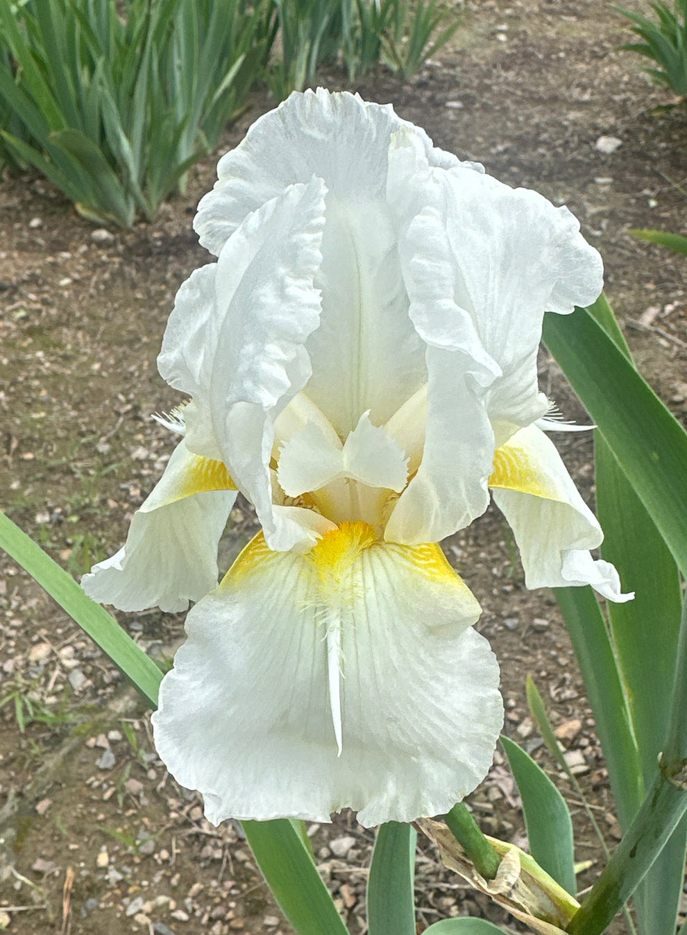 Snow Face - Tall Bearded Iris (TB) – Exline Iris Garden