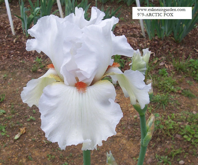 Arctic Fox - Tall Bearded Iris (TB) – Exline Iris Garden
