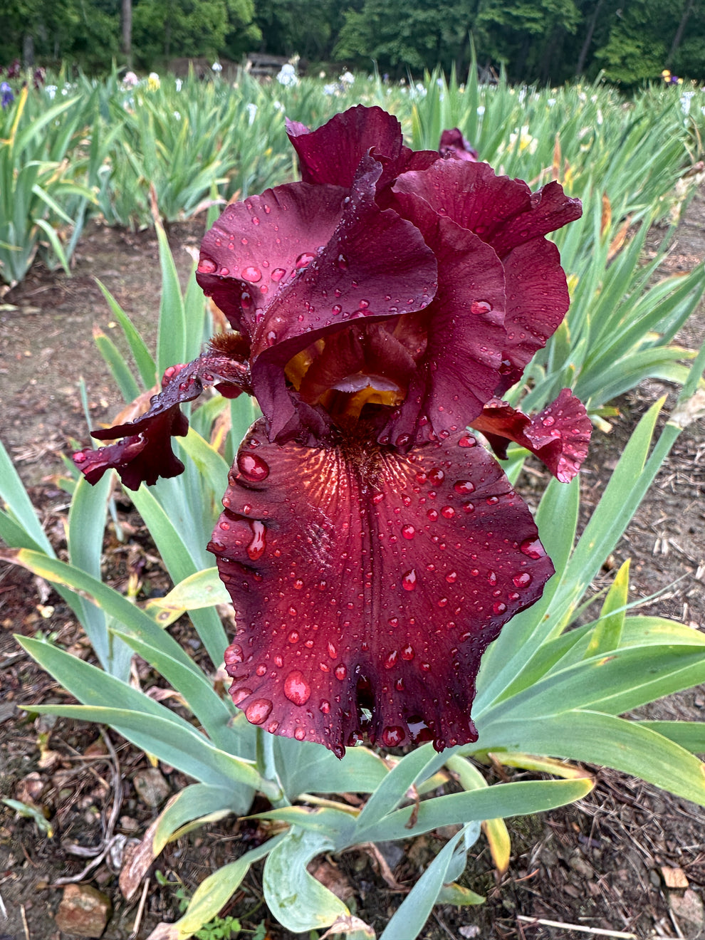 Fort Apache - Tall Bearded Iris (TB) – Exline Iris Garden