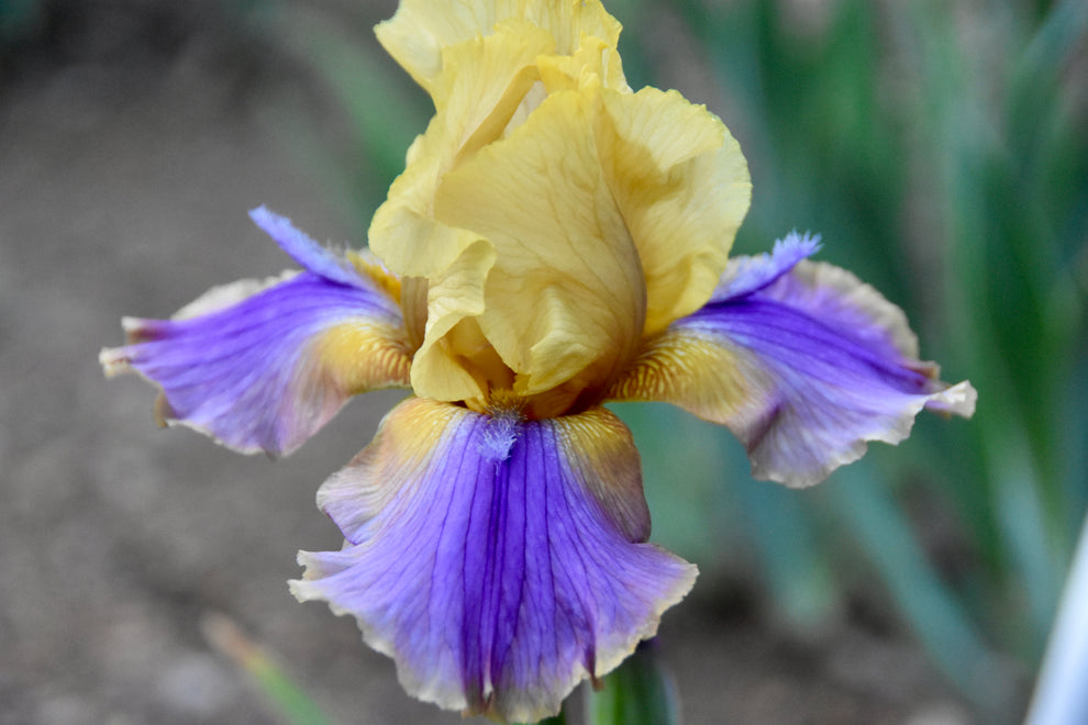 Bermuda Triangle - Border Bearded Iris (BB) – Exline Iris Garden