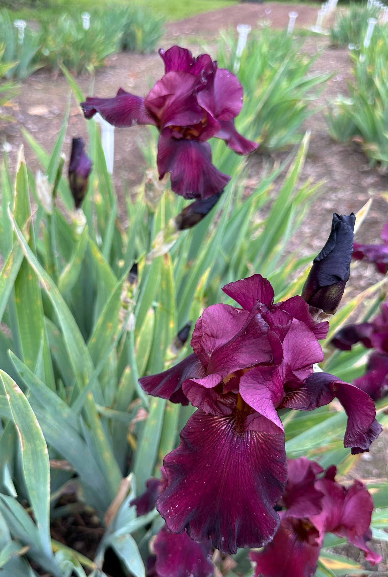 Royal Trumpeter - Tall Bearded Iris (TB) – Exline Iris Garden