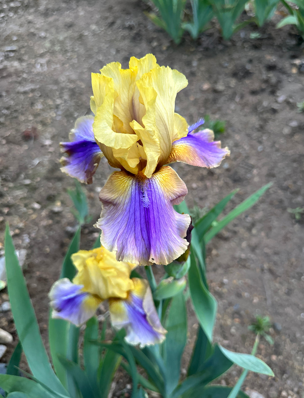 Bermuda Triangle - Border Bearded Iris (BB) – Exline Iris Garden