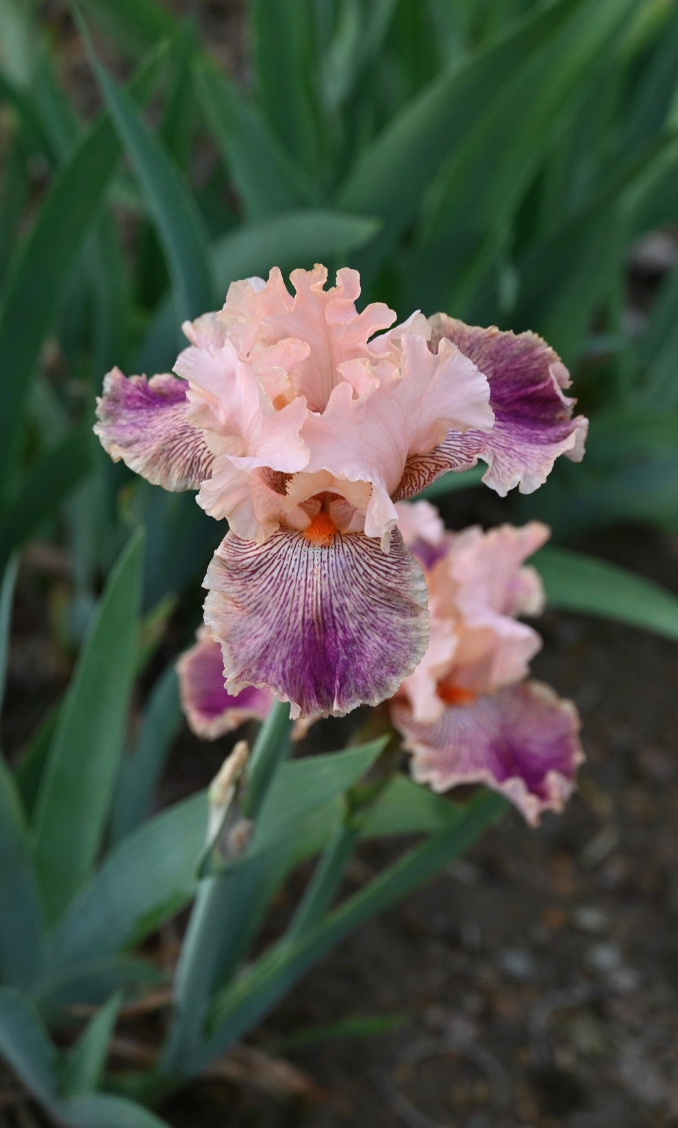 Peach Royale - Tall Bearded Iris (TB) – Exline Iris Garden