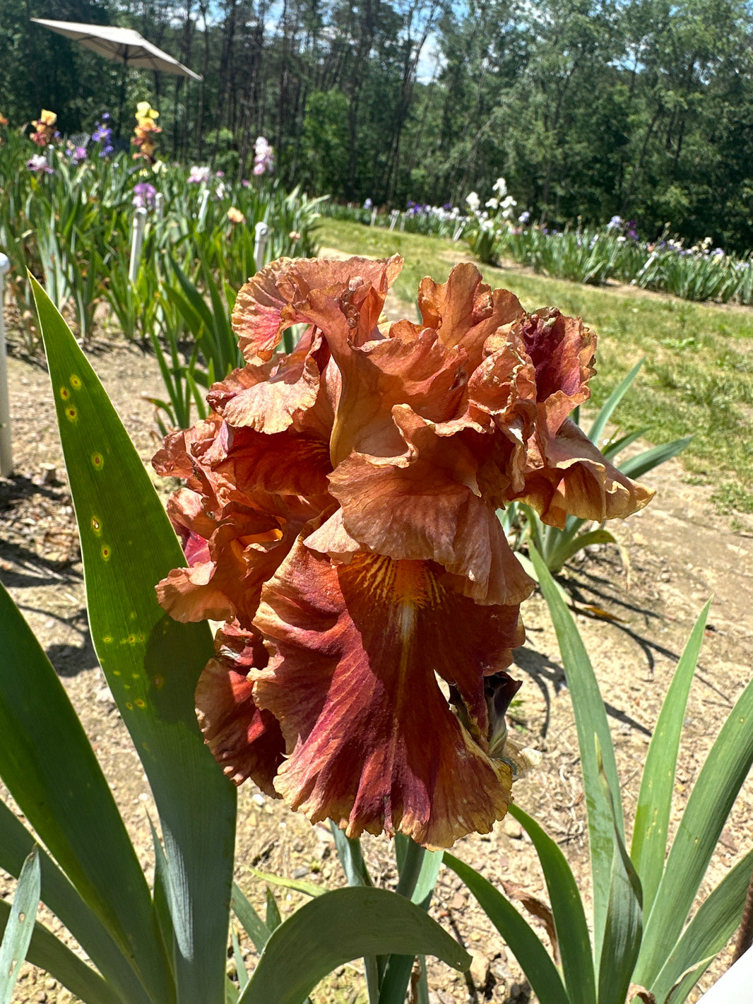 Tall Bearded – Exline Iris Garden