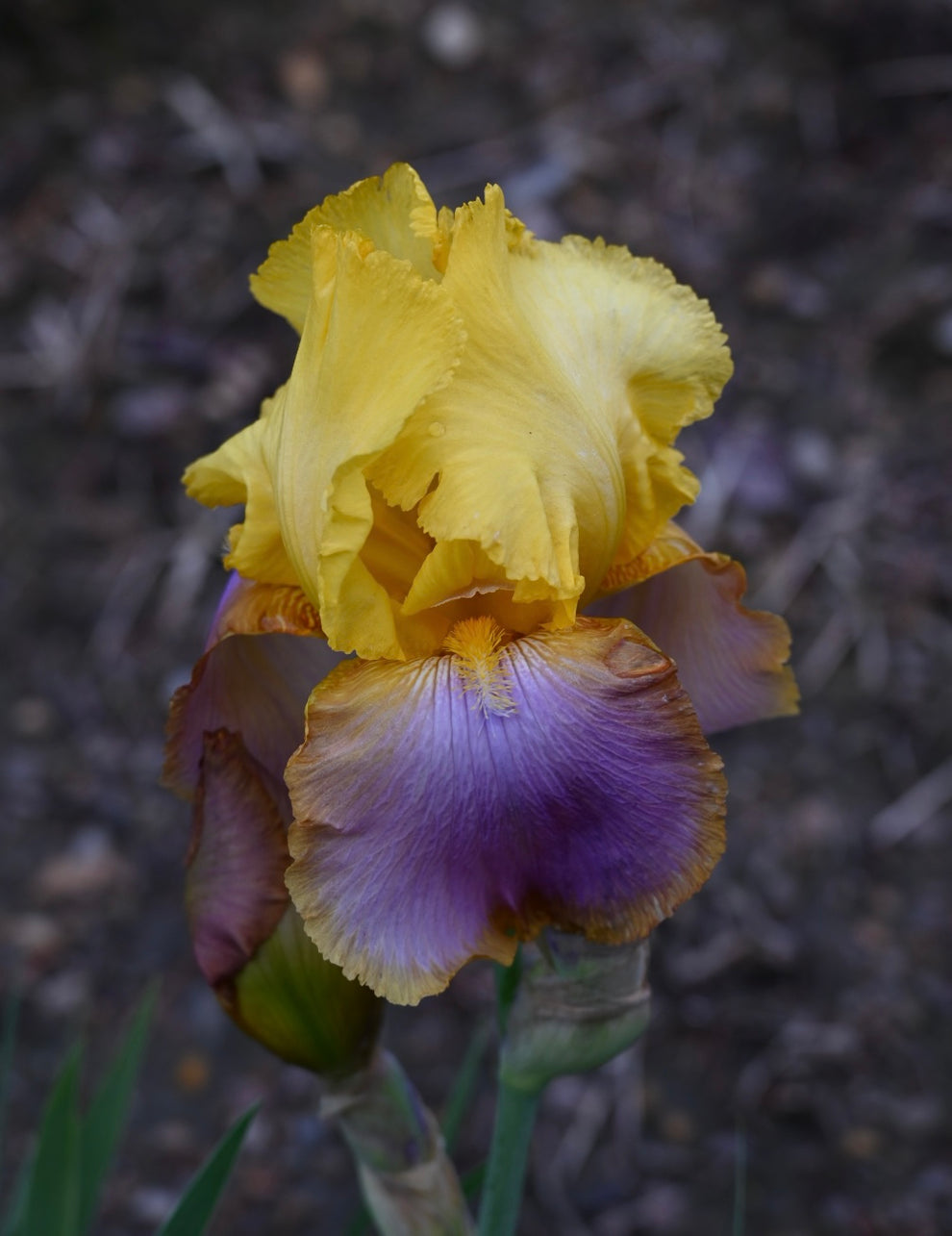 Sunset Sky - Tall Bearded Iris (TB) – Exline Iris Garden