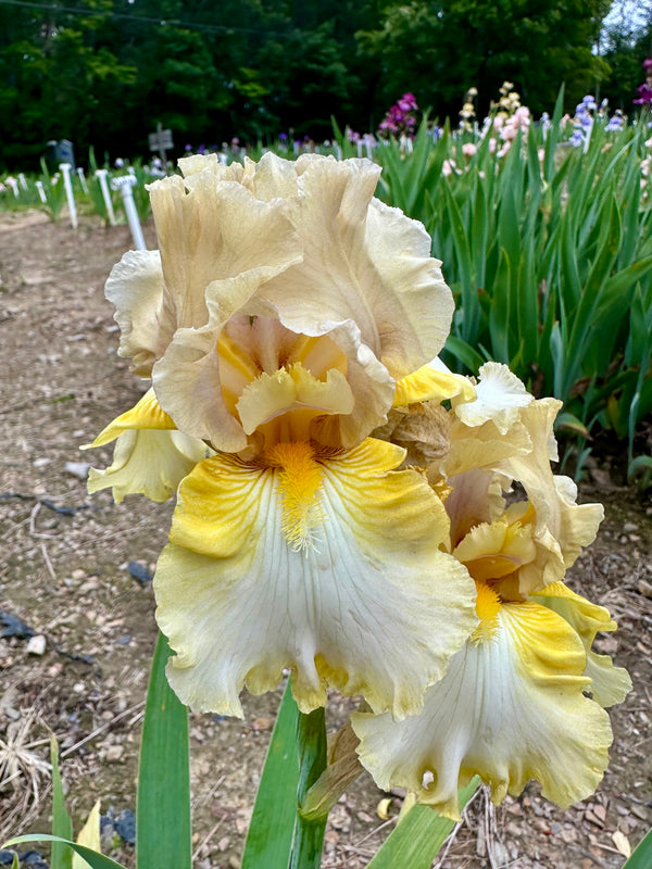 Dave's Dazzler - Tall Bearded Iris (TB) – Exline Iris Garden