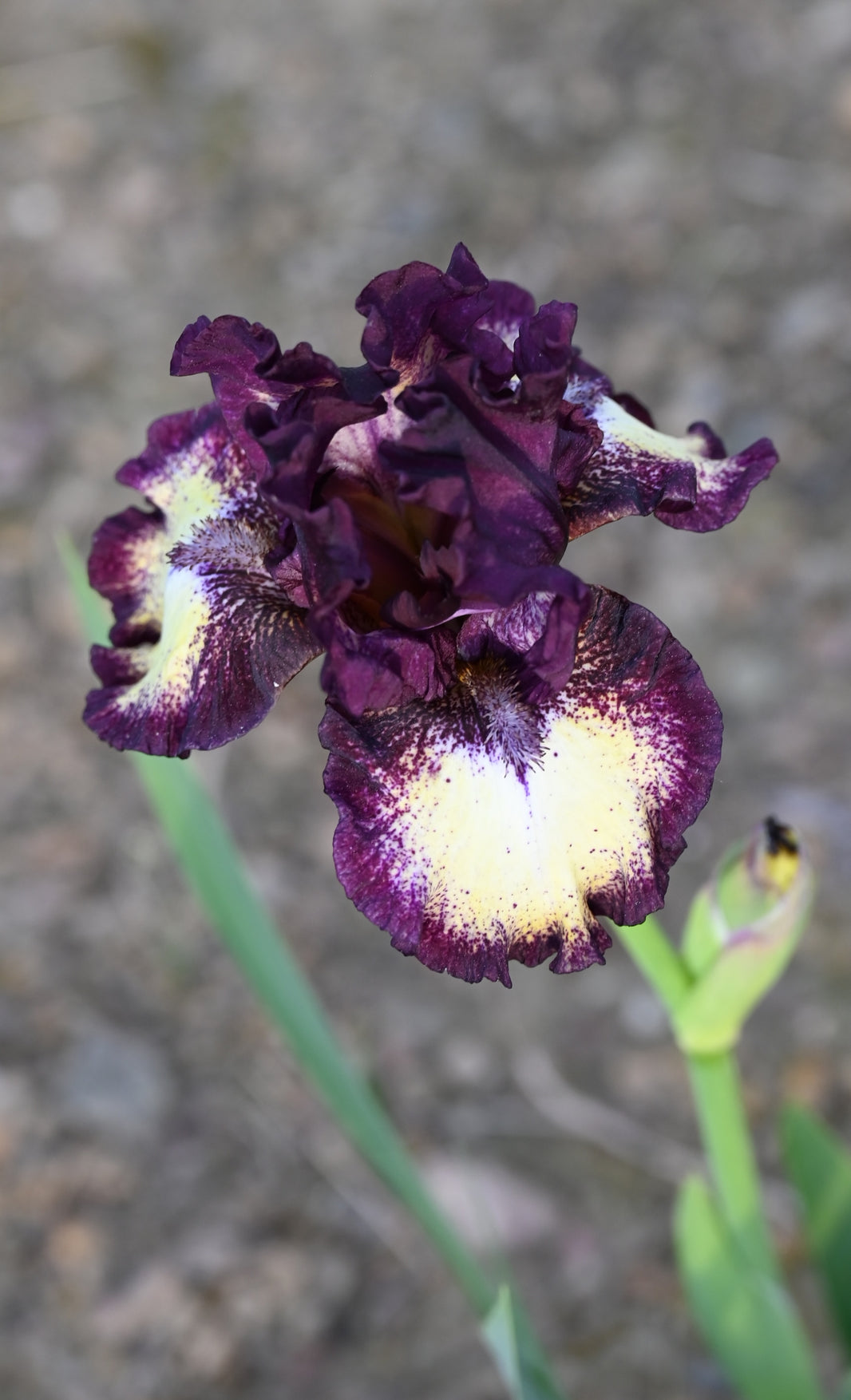 Irises- S – Page 4 – Exline Iris Garden