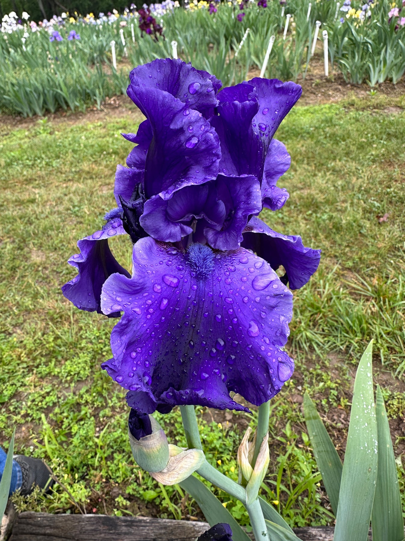 Dusky Challenger - Tall Bearded Iris (TB) – Exline Iris Garden