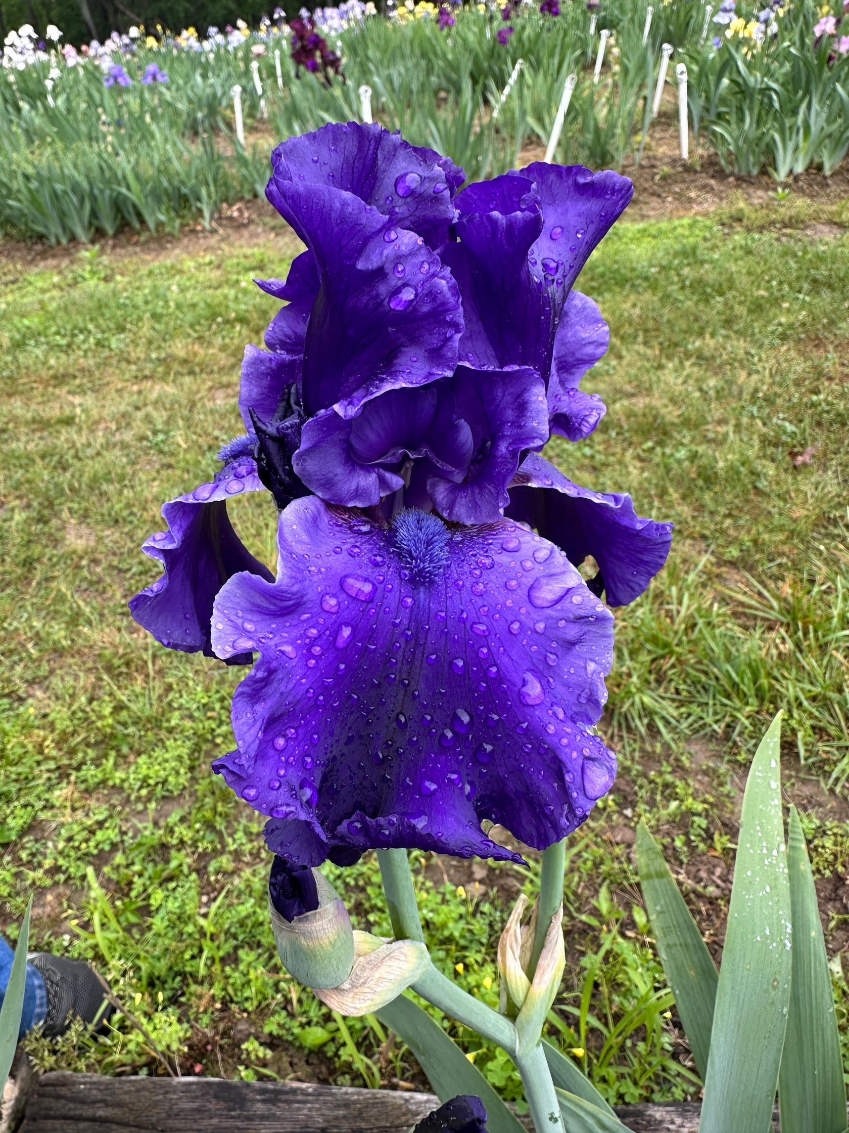 Dusky Challenger - Tall Bearded Iris (TB) – Exline Iris Garden