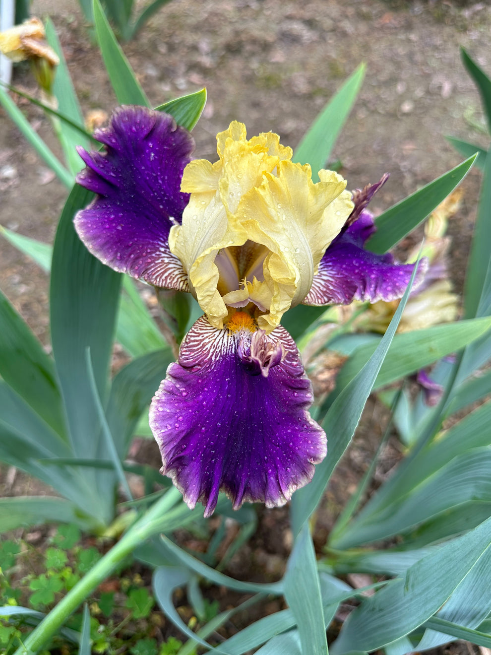 Rocket Randy - Tall Bearded Iris (TB) – Exline Iris Garden