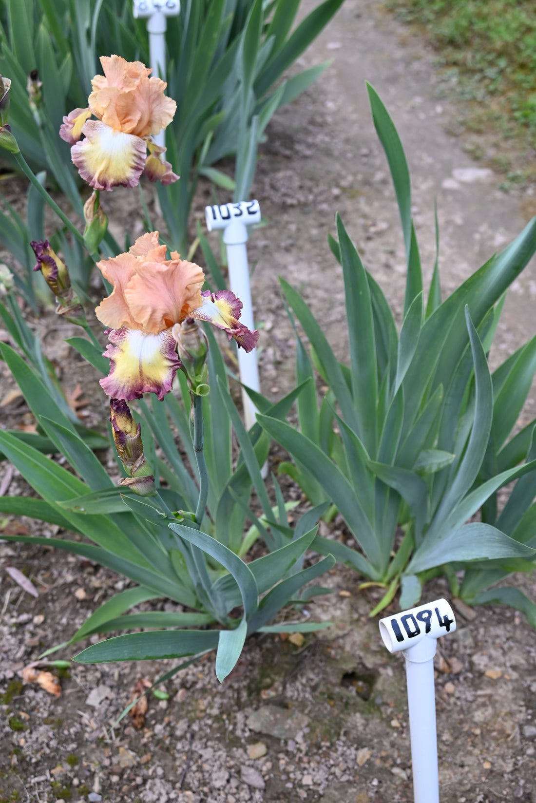 Nita Bonita - Tall Bearded Iris (TB) – Exline Iris Garden