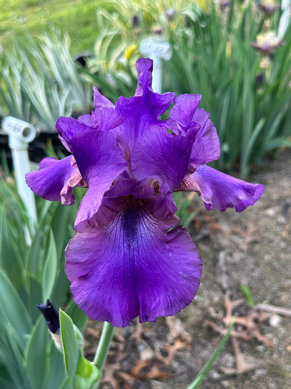 Star Challenger - Tall Bearded Iris (TB) – Exline Iris Garden