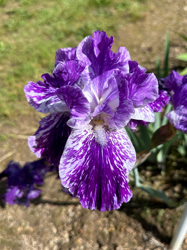 Splatter Matters - Tall Bearded Iris (TB) – Exline Iris Garden